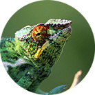 Welcome to The Vet Shed - The Vet Shed - Veterinary and Pet Supplies ...