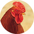 Welcome to The Vet Shed - The Vet Shed - Veterinary and Pet Supplies ...