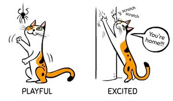 Cats How to read your cats body language